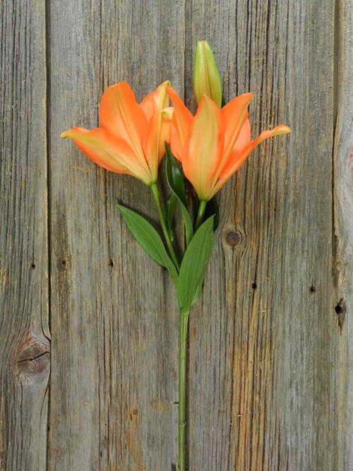 Wholesale Eremo Orange La Lily Delivered Online | FlowerFarm