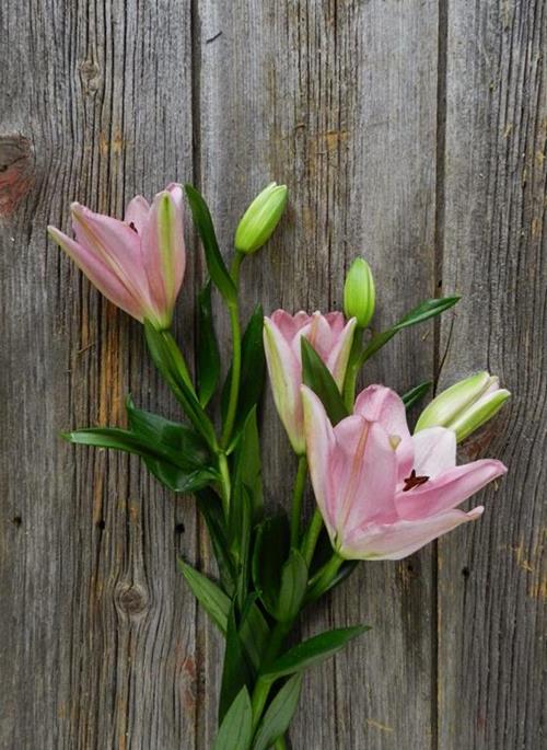 Wholesale 3/S Light Pink L.A. Hybrid Lilies Delivered Online | FlowerFarm