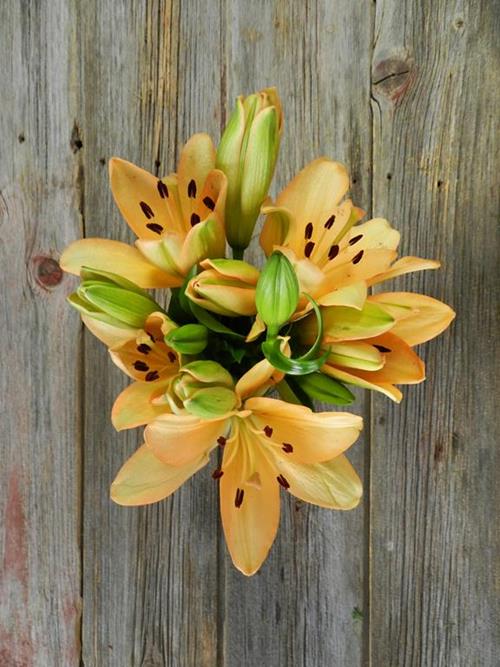 Wholesale Menorca Bloom Peach L.A. Hybrid Lilies Delivered Online ...