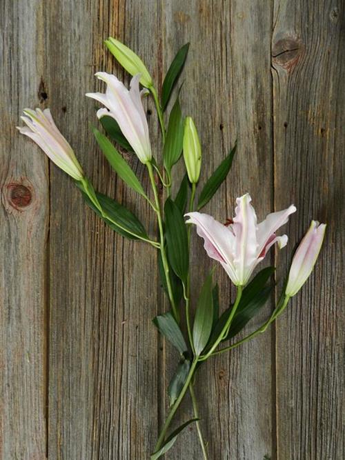 Wholesale Acapulco Delivered Online | FlowerFarm