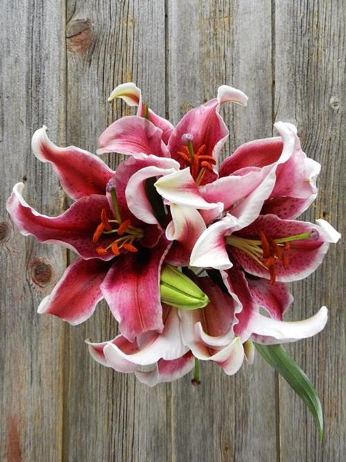 Wholesale Corvara Red Oriental Lilies Delivered Online | FlowerFarm