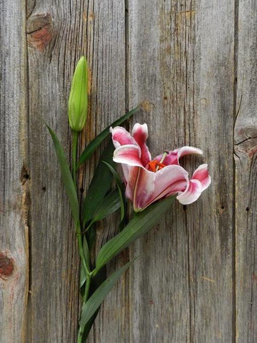 Wholesale Corvara Red Oriental Lilies Delivered Online | FlowerFarm