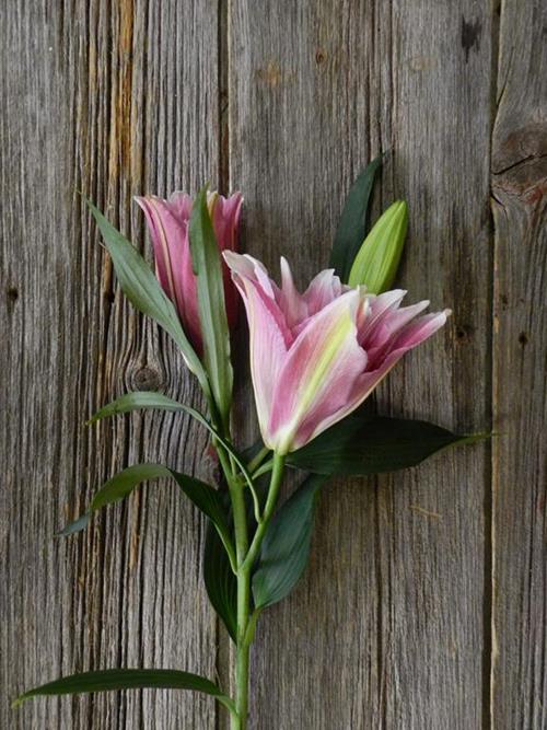 Wholesale Double Bloom Rose Lily Bicolor White/Pink Oriental Lilies ...