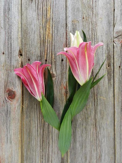 Wholesale Tarrango Dark Pink Ot Hybrid Oriental Lilies Delivered Online ...