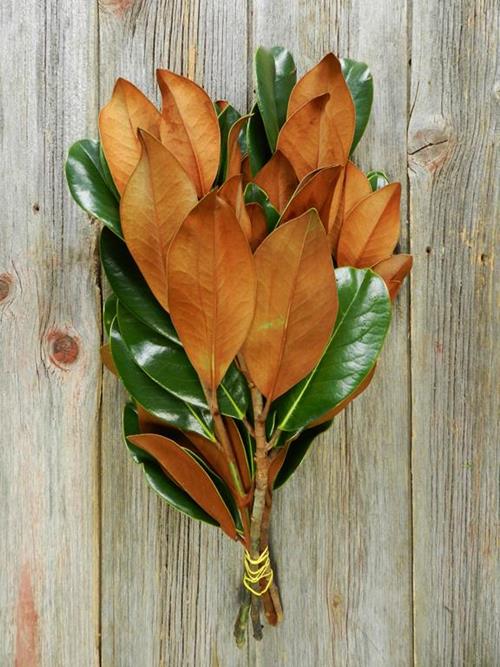 Wholesale Magnolia Tips Greens Delivered Online | FlowerFarm