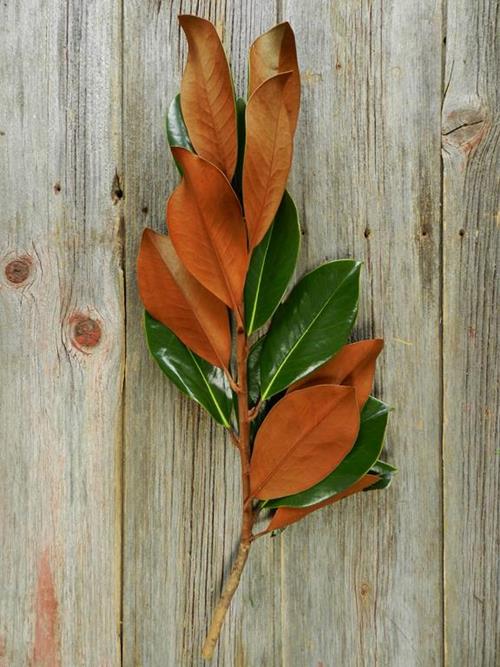 Wholesale Magnolia Tips Greens Delivered Online | FlowerFarm