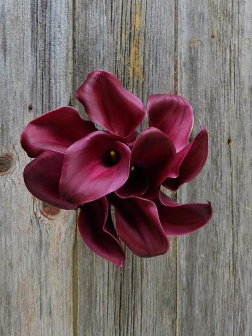 Wholesale Burgundy Mini Callas Delivered Online | FlowerFarm
