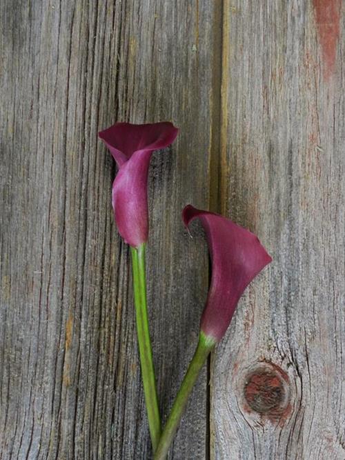 Wholesale Burgundy Mini Callas Delivered Online | FlowerFarm