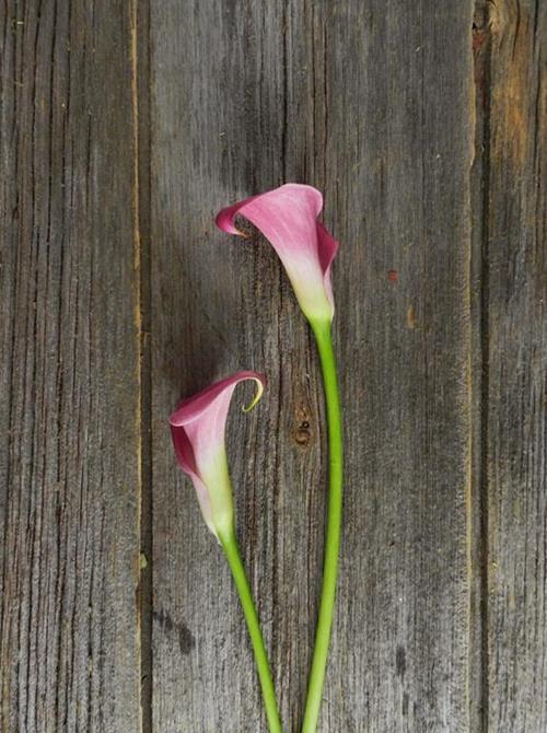 Wholesale Dark- Hot Pink Mini Calla Lilies Delivered Online | FlowerFarm