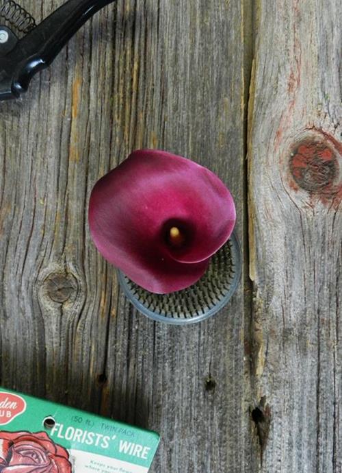 Wholesale Sumatra Burgundy-Cherry Color Mini Calla Lilies Delivered ...