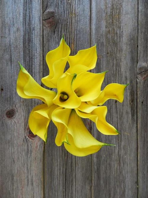 Wholesale Yellow Mini Calla Delivered Online | FlowerFarm