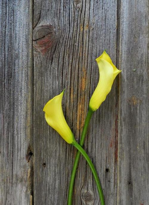 Wholesale Yellow Mini Calla Delivered Online | FlowerFarm