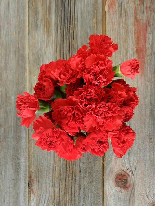 Wholesale Aragon Red Mini Carnations Delivered Online | FlowerFarm