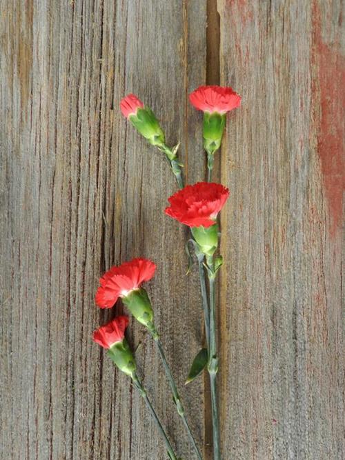Wholesale Aragon Red Mini Carnations Delivered Online | FlowerFarm