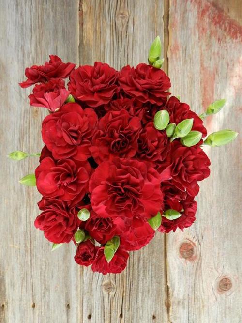 Wholesale Burgundy Mini Carnations Delivered Online | FlowerFarm