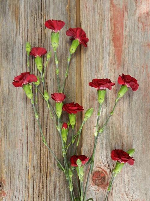 Wholesale Burgundy Mini Carnations Delivered Online | FlowerFarm