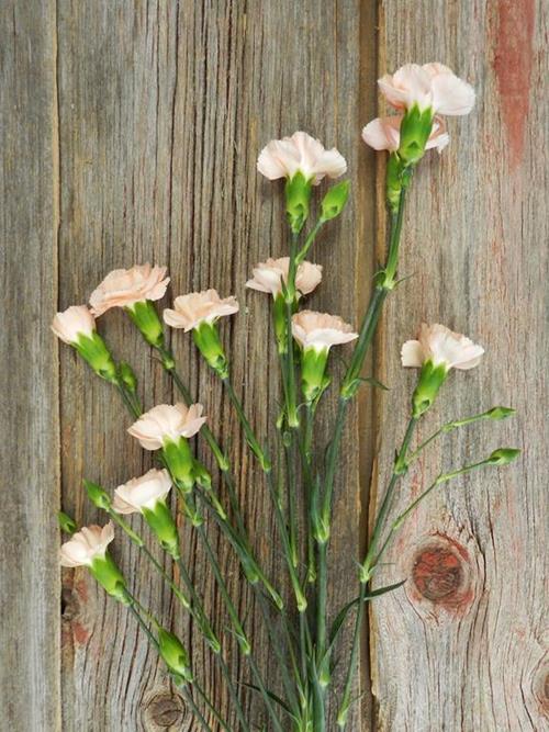 Wholesale Hamada Peach Mini Carnations Delivered Online | FlowerFarm