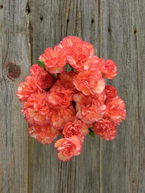 Wholesale Lina Orange Mini Carnations Delivered Online | FlowerFarm