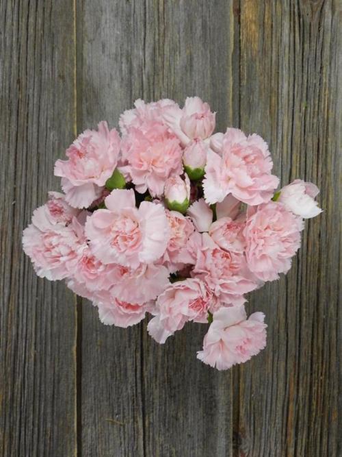 Wholesale Ornella Light Pink Mini Carnations Delivered Online | FlowerFarm