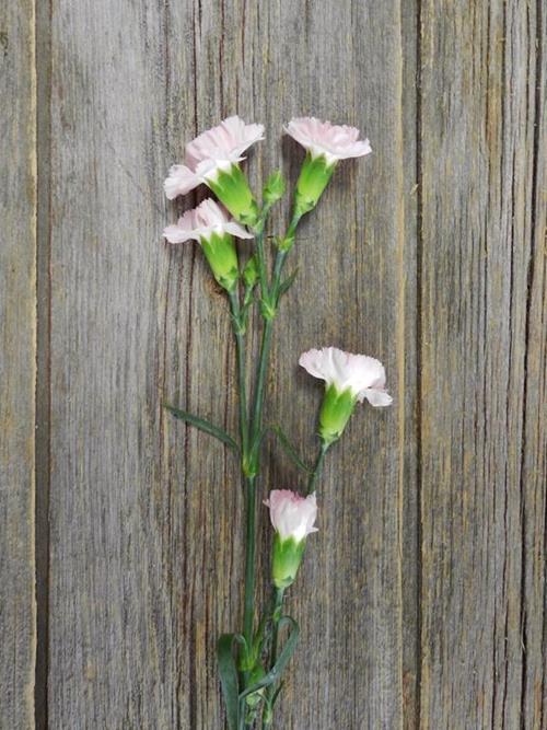 Wholesale Ornella Light Pink Mini Carnations Delivered Online | FlowerFarm