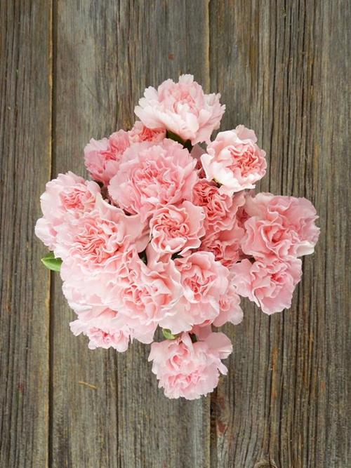 Wholesale Roxanne Pink Mini Carnations Delivered Online | FlowerFarm