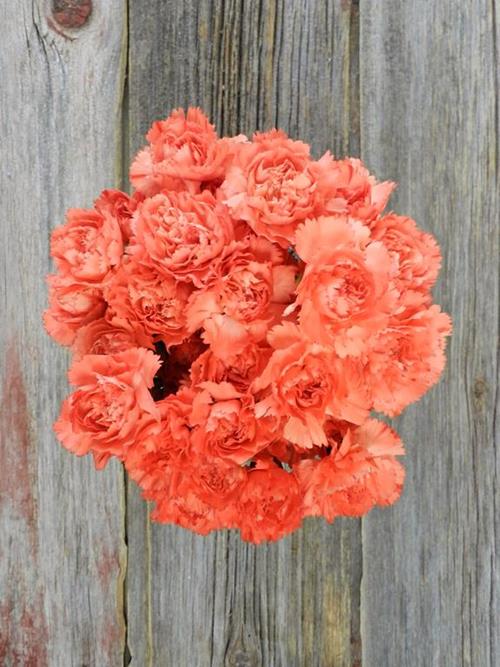 Wholesale Romany Orange Mini-Carnations Delivered Online | FlowerFarm