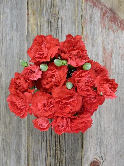 Wholesale Rony Red Mini Carns Delivered Online | FlowerFarm