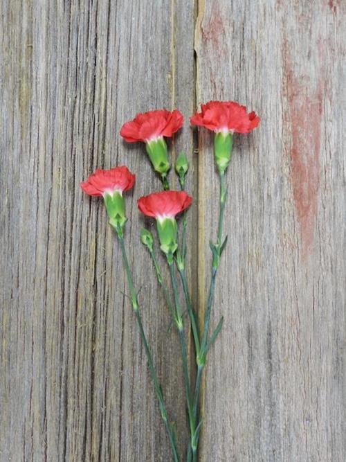 Wholesale Rony Red Mini Carns Delivered Online | FlowerFarm