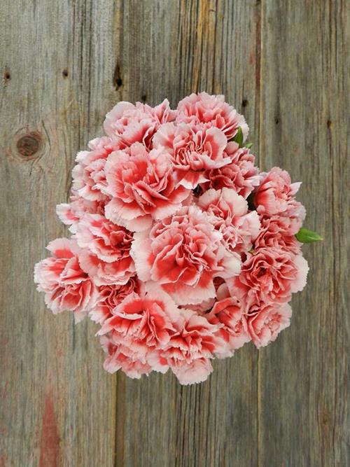Wholesale Scarlette Bi-Color Red/White Mini Carnations Delivered Online ...