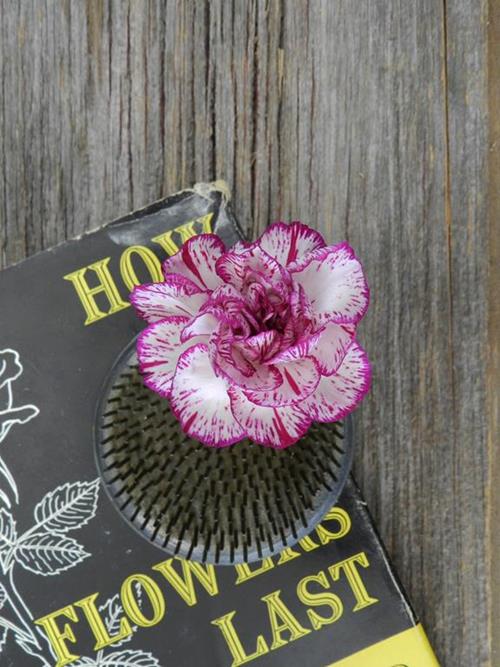 Wholesale Spectro Bi-Color Purple/ White Mini Carnations Delivered ...