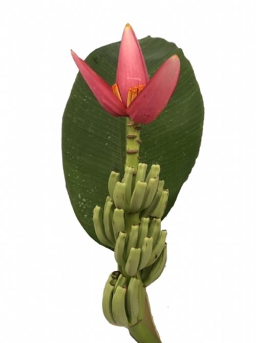 Wholesale Musa Reina Hot Pink Banana Flower Delivered Online | FlowerFarm