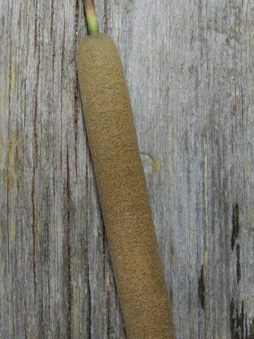 Wholesale Cattails Delivered Online | FlowerFarm