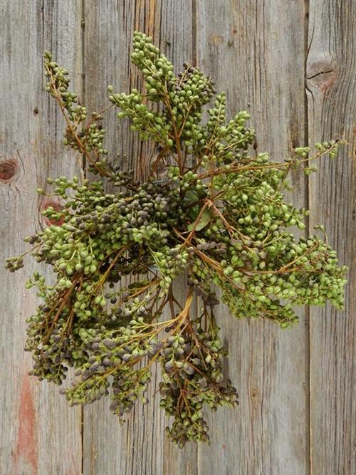 Wholesale Privett Berry Black Branch Delivered Online | FlowerFarm