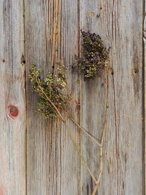 Wholesale Privett Berry Black Branch Delivered Online | FlowerFarm