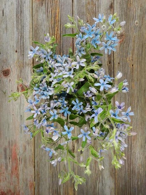 Wholesale Light Blue Tweedia Delivered Online | FlowerFarm
