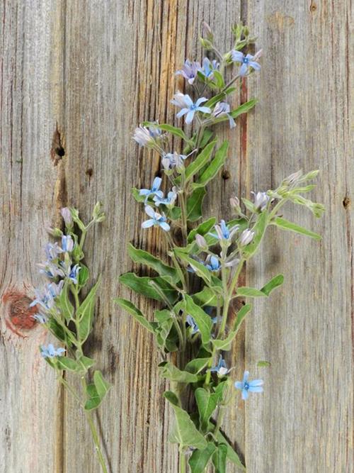 Wholesale Light Blue Tweedia Delivered Online | FlowerFarm