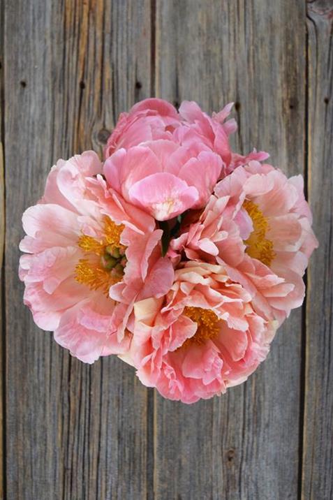 Wholesale Coral Charm Delivered Online | FlowerFarm