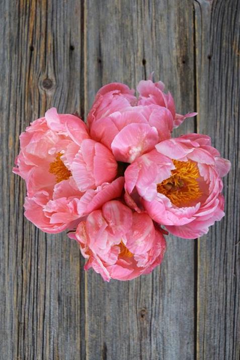 Wholesale Coral Sunset Peonies Delivered Online | FlowerFarm