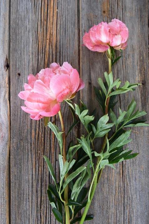 Wholesale Coral Sunset Peonies Delivered Online | FlowerFarm