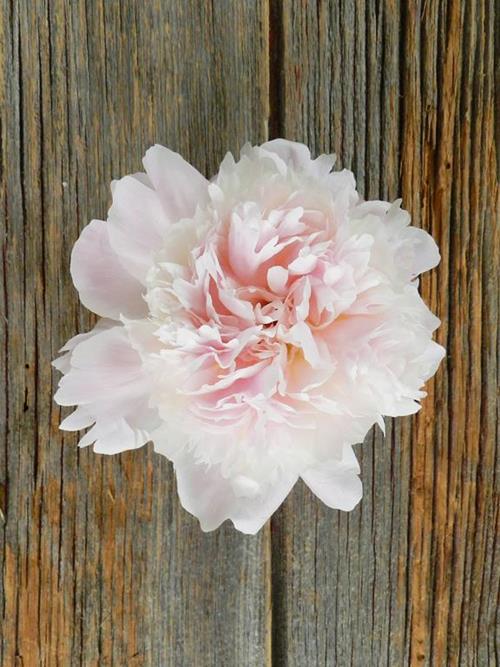 Wholesale Pecher Light Pink Peonies Delivered Online | FlowerFarm