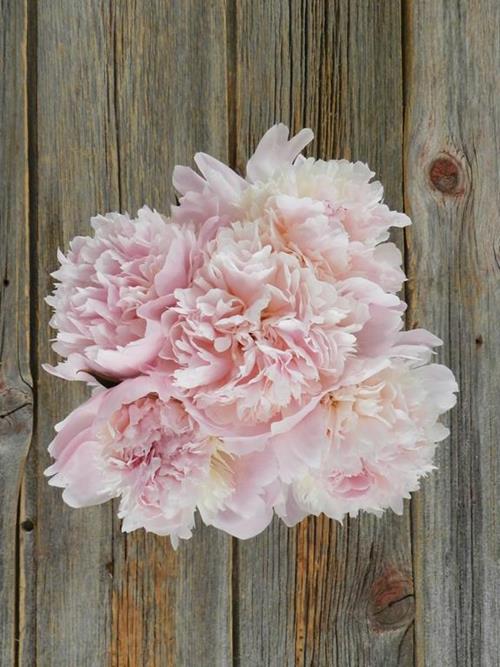 Wholesale Pecher Light Pink Peonies Delivered Online | FlowerFarm