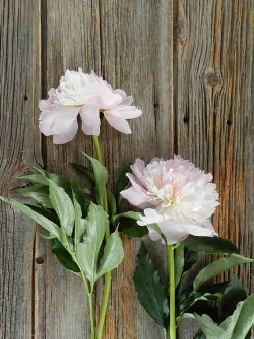 Wholesale Pecher Light Pink Peonies Delivered Online | FlowerFarm