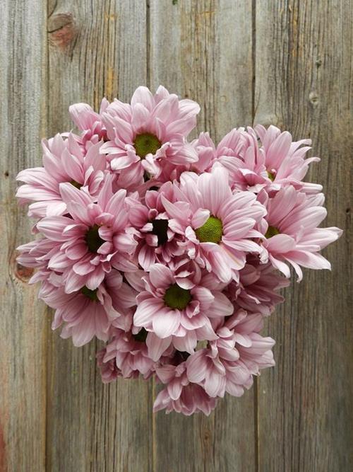 Wholesale Blossom Lavender Daisy Pompons Delivered Online | FlowerFarm