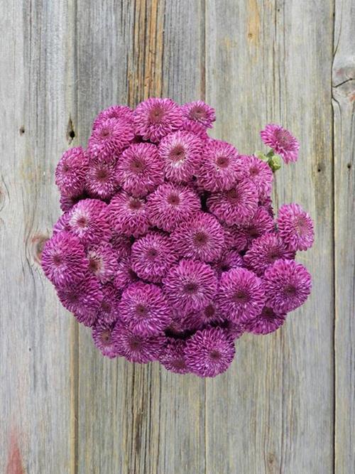 Wholesale Delirock Purple Button Pompons Delivered Online | FlowerFarm