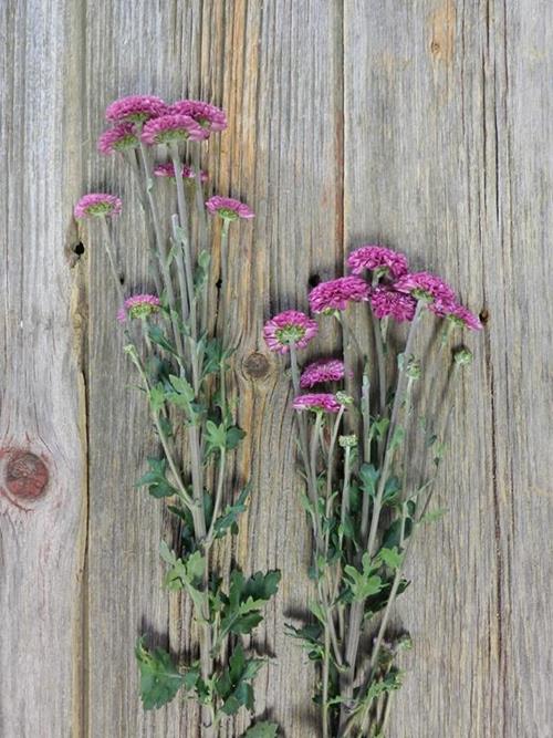 Wholesale Delirock Purple Button Pompons Delivered Online | FlowerFarm