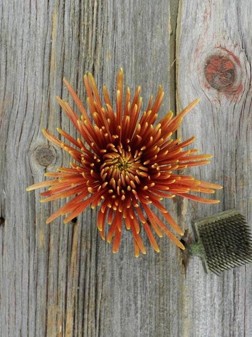 Wholesale Tierra Spider Bronze Disbud/Mum Delivered Online | FlowerFarm