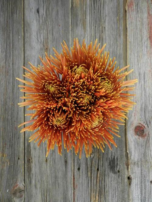 Wholesale Tierra Spider Bronze Disbud/Mum Delivered Online | FlowerFarm
