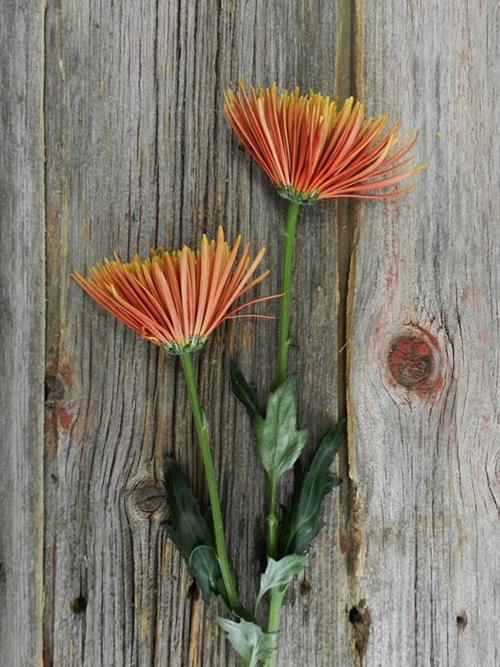 Wholesale Tierra Spider Bronze Disbud/Mum Delivered Online | FlowerFarm