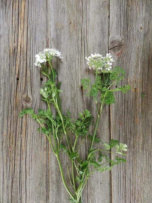 Wholesale Orlaya White Queen Annes Lace Delivered Online | FlowerFarm