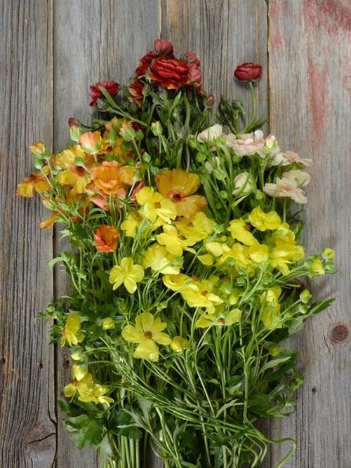 Wholesale Butterfly Assorted Colors Ranunculus Delivered Online ...